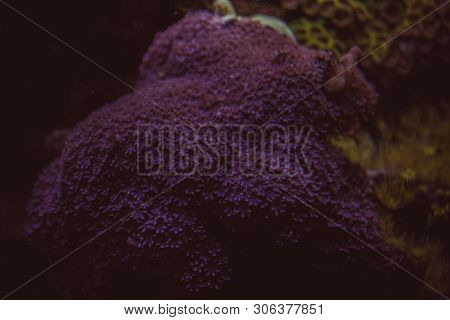 Pink Coral Reef. Image & Photo (Free Trial) | Bigstock