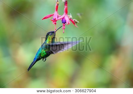 Blue Hummingbird Image & Photo (Free Trial) | Bigstock