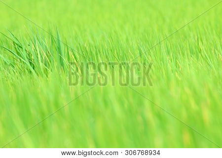 Blurred Rice Field Image & Photo (Free Trial) | Bigstock