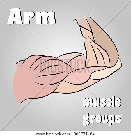 Arm Muscle Groups Vector & Photo (Free Trial) | Bigstock