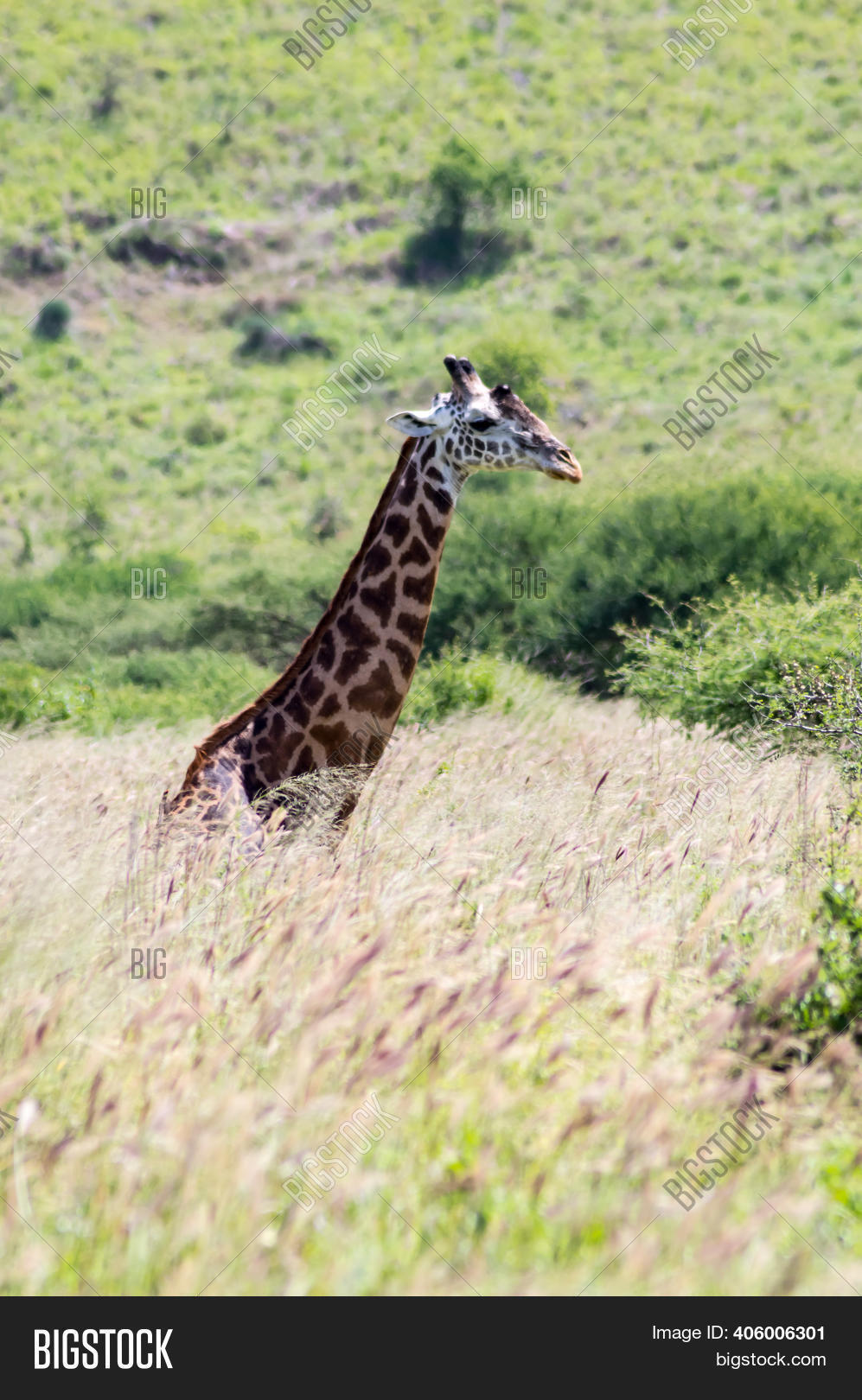 Giraffe Sitting Tall Image & Photo (Free Trial) | Bigstock