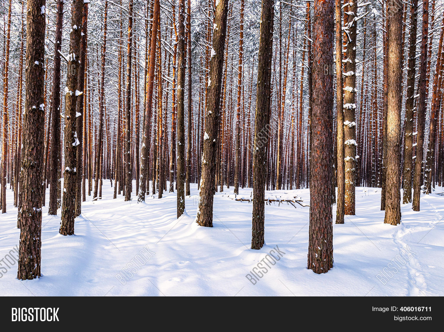 Winter Pine Forest On Image & Photo (Free Trial) | Bigstock