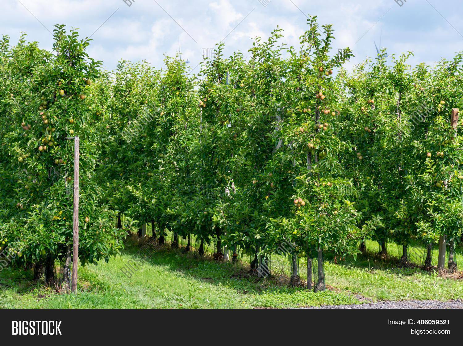 Green Organic Orchards Image & Photo (Free Trial) | Bigstock