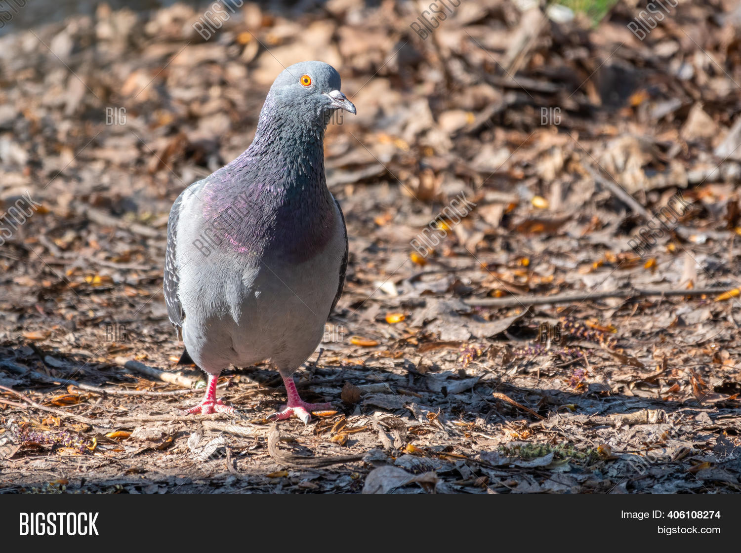 European Wood Pigeon, Image & Photo (Free Trial) | Bigstock