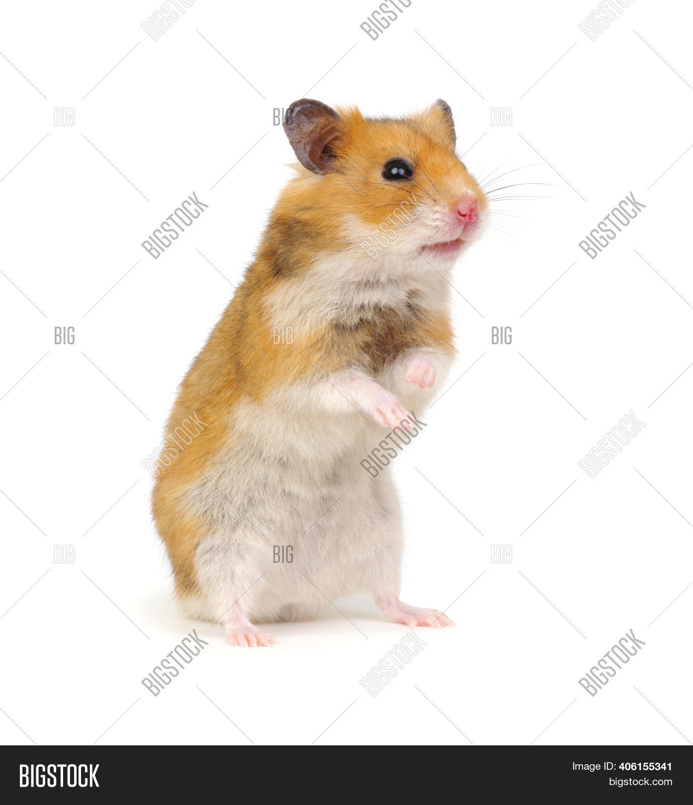Hamster Standing On Image & Photo (Free Trial) | Bigstock