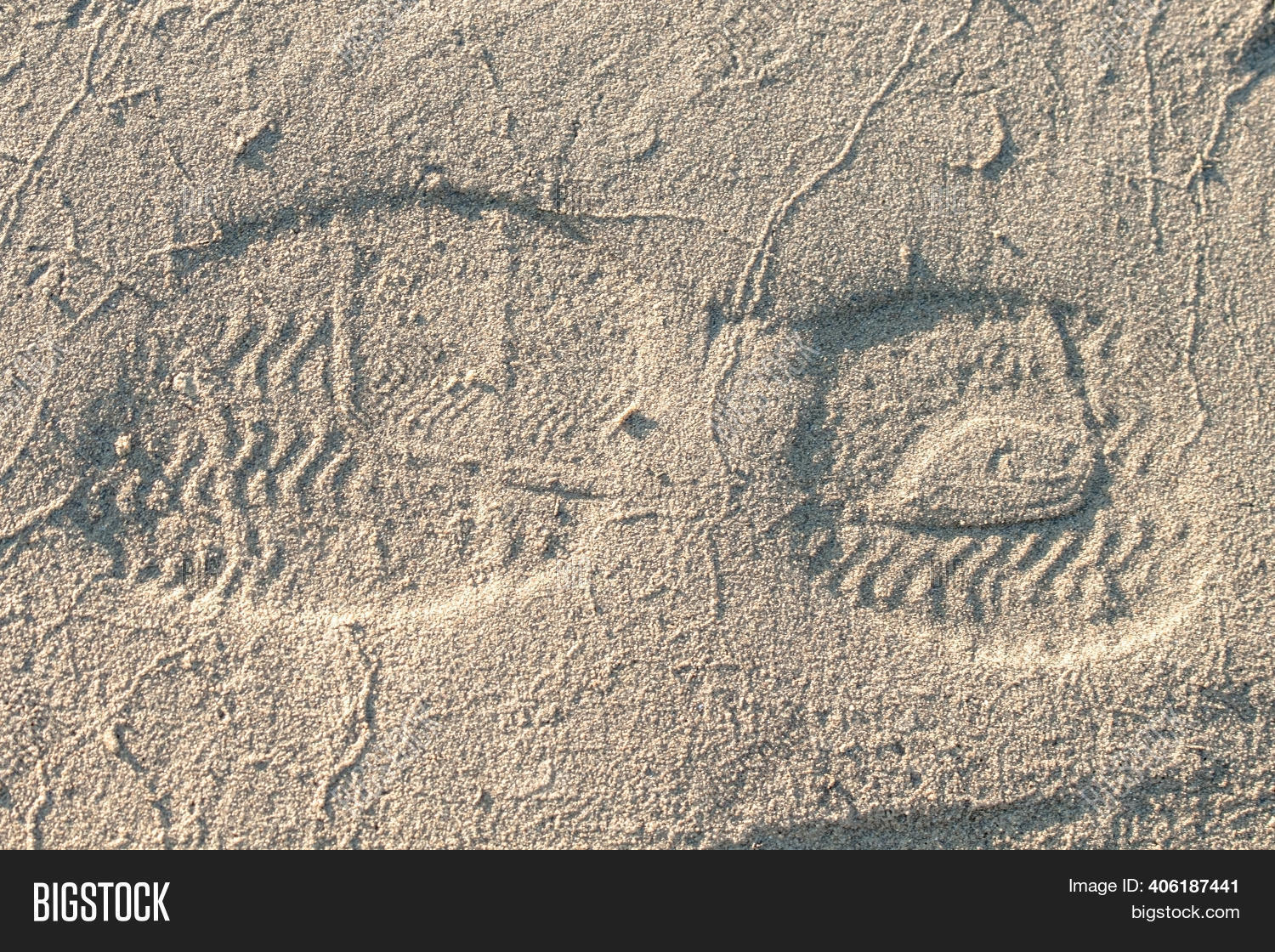 Footprint Running Shoe Image & Photo (Free Trial) | Bigstock
