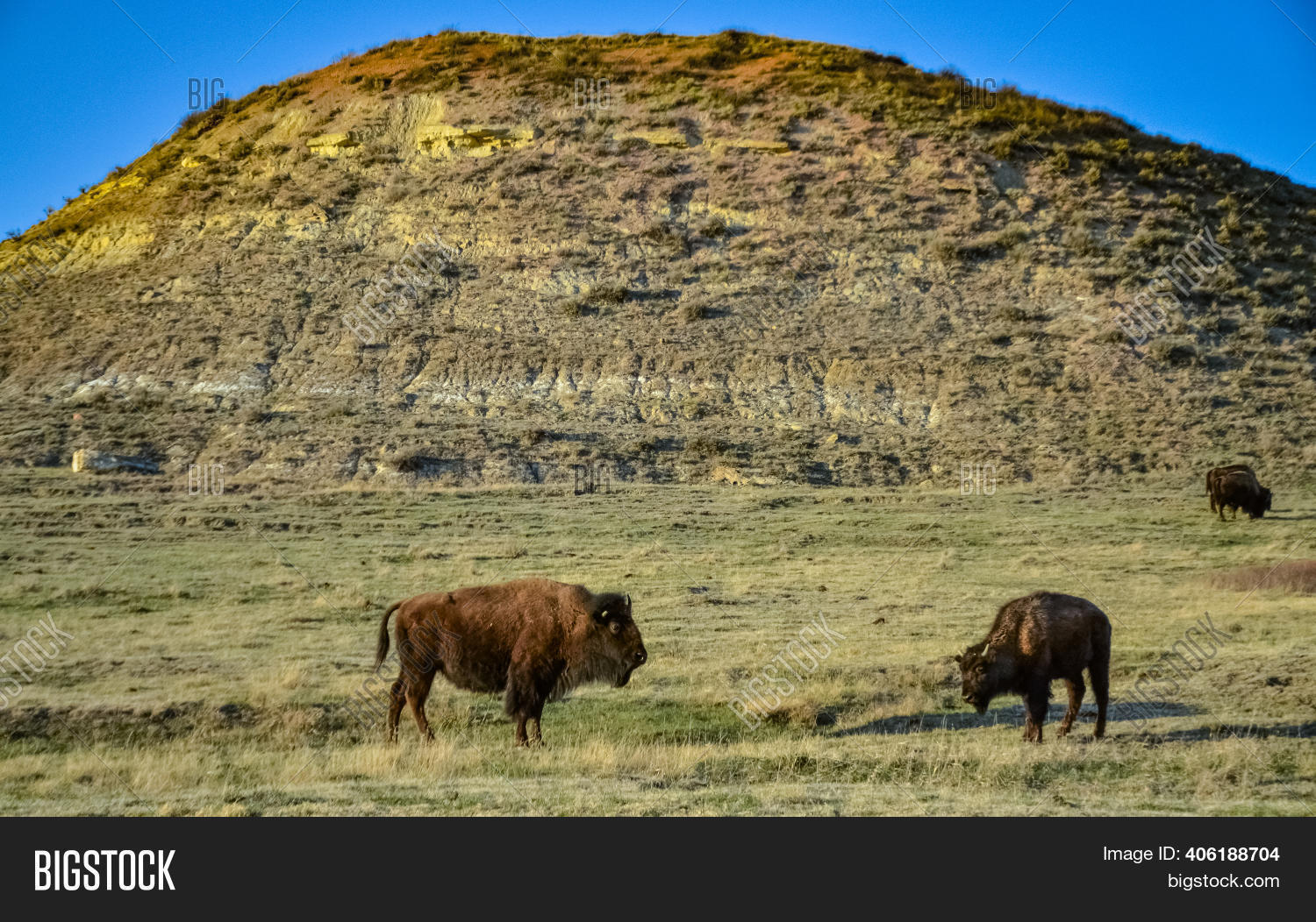 American Bison Buffalo Image & Photo (Free Trial) | Bigstock