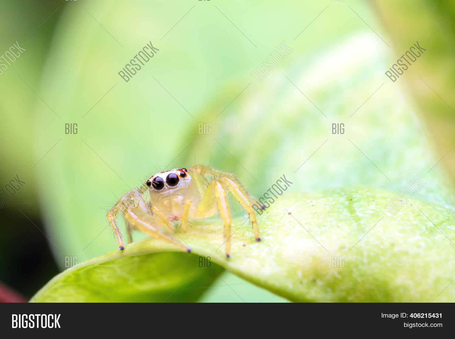 Close Image Jumping Image & Photo (Free Trial) | Bigstock