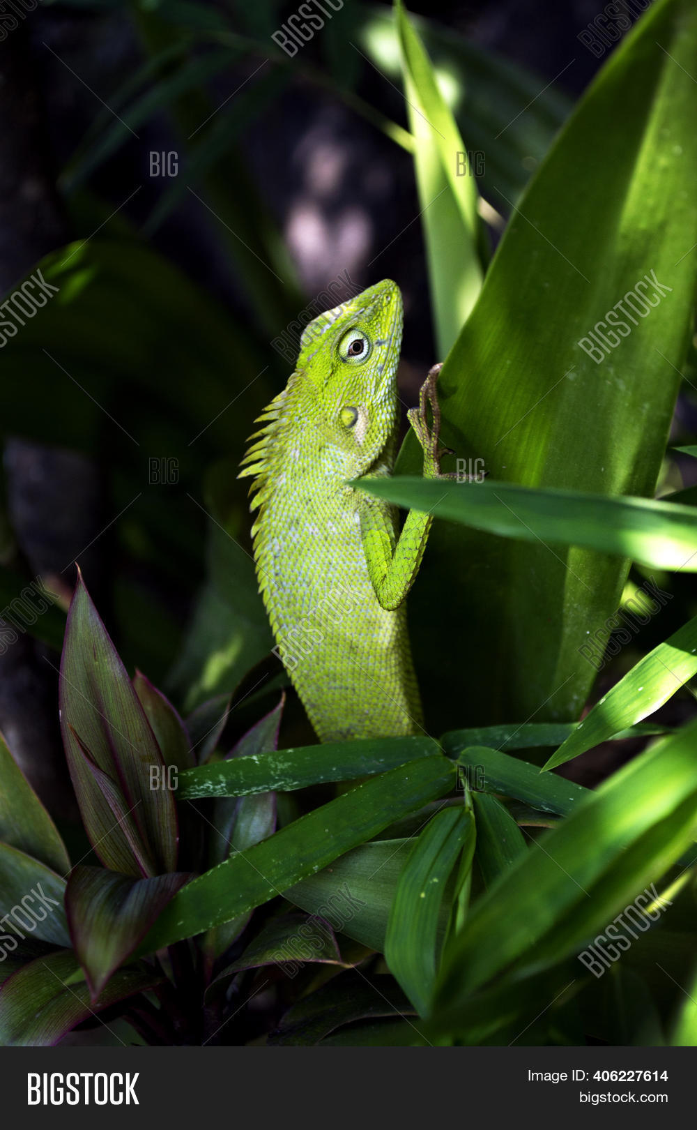 Green Gecko Facing Image & Photo (Free Trial) | Bigstock