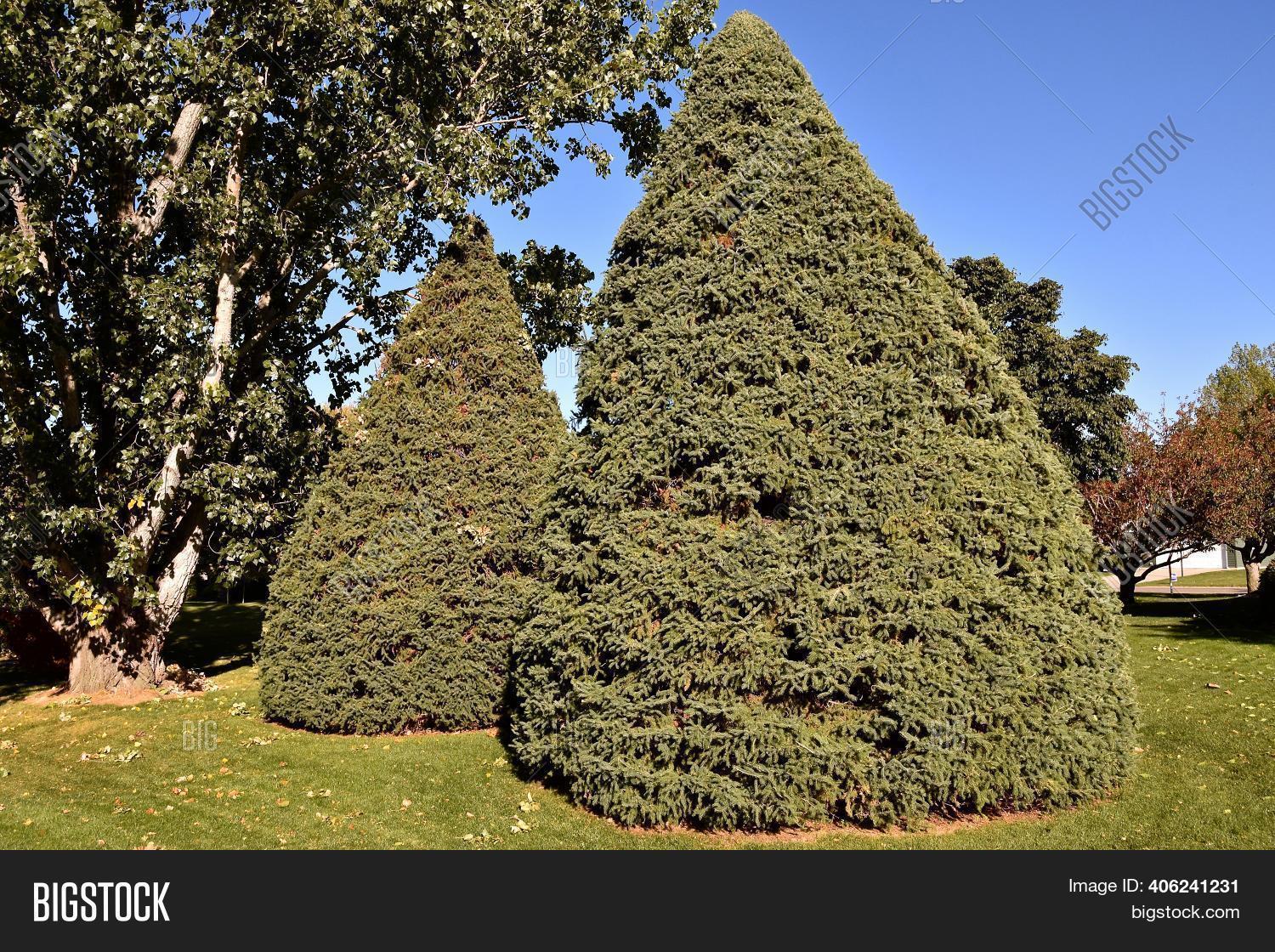 Evergreen Trees Image & Photo (Free Trial) | Bigstock