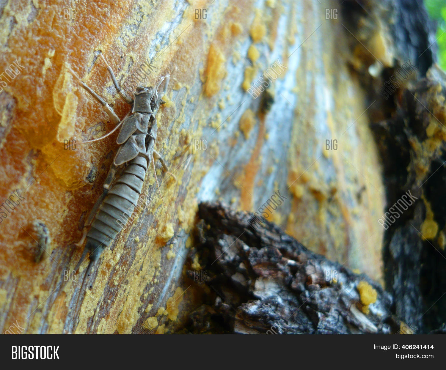 Mayfly On Tree. Image & Photo (Free Trial) | Bigstock