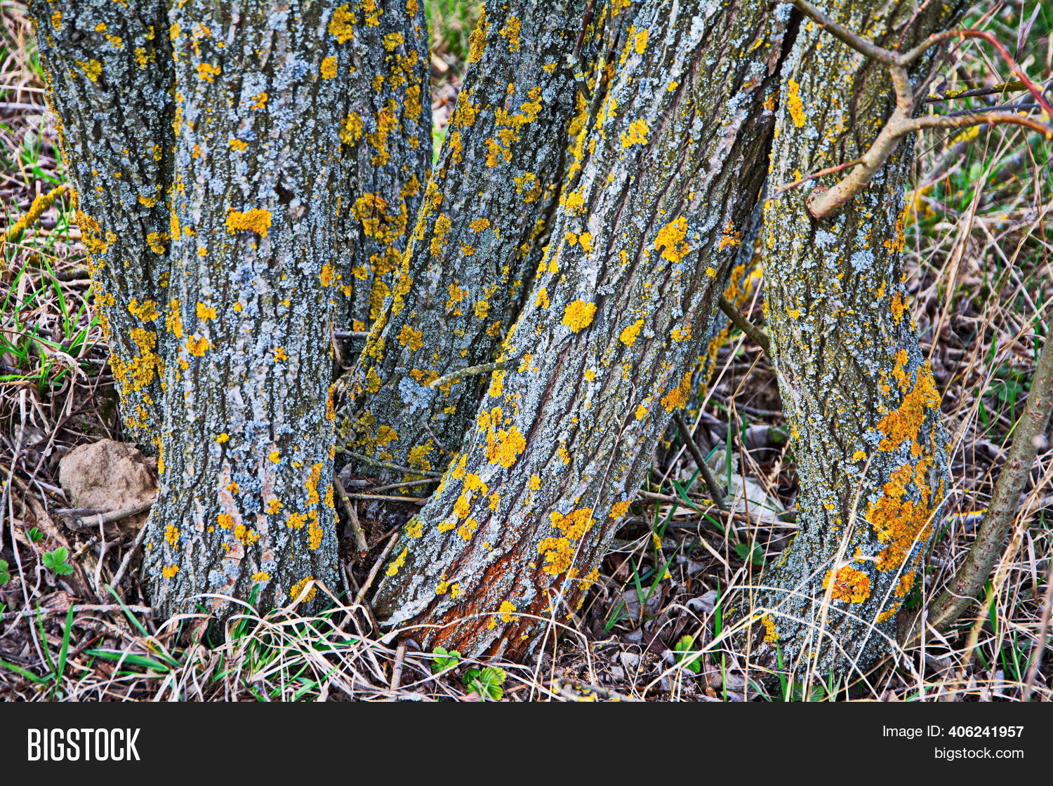 Xanthoria Wall On Tree Image & Photo (Free Trial) | Bigstock