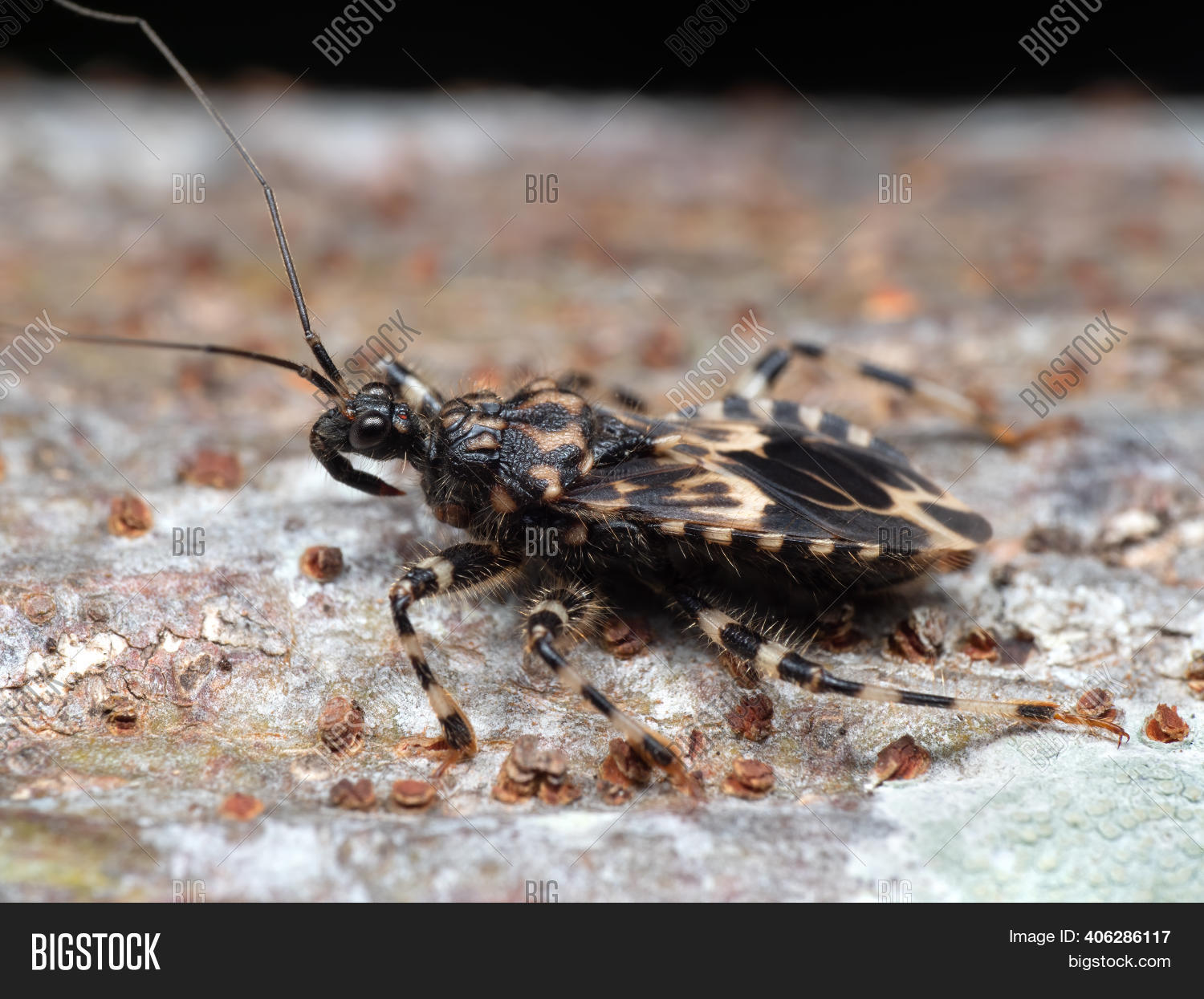 Macro Photography Image & Photo (Free Trial) | Bigstock