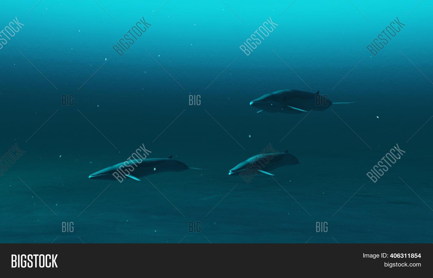 Three Rorqual Whales Image & Photo (Free Trial) | Bigstock