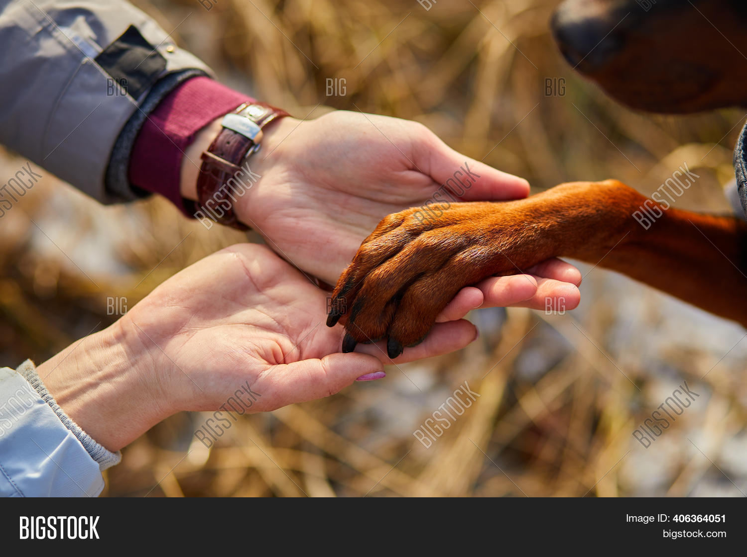 Two Hands Family Dog's Image & Photo (Free Trial) | Bigstock