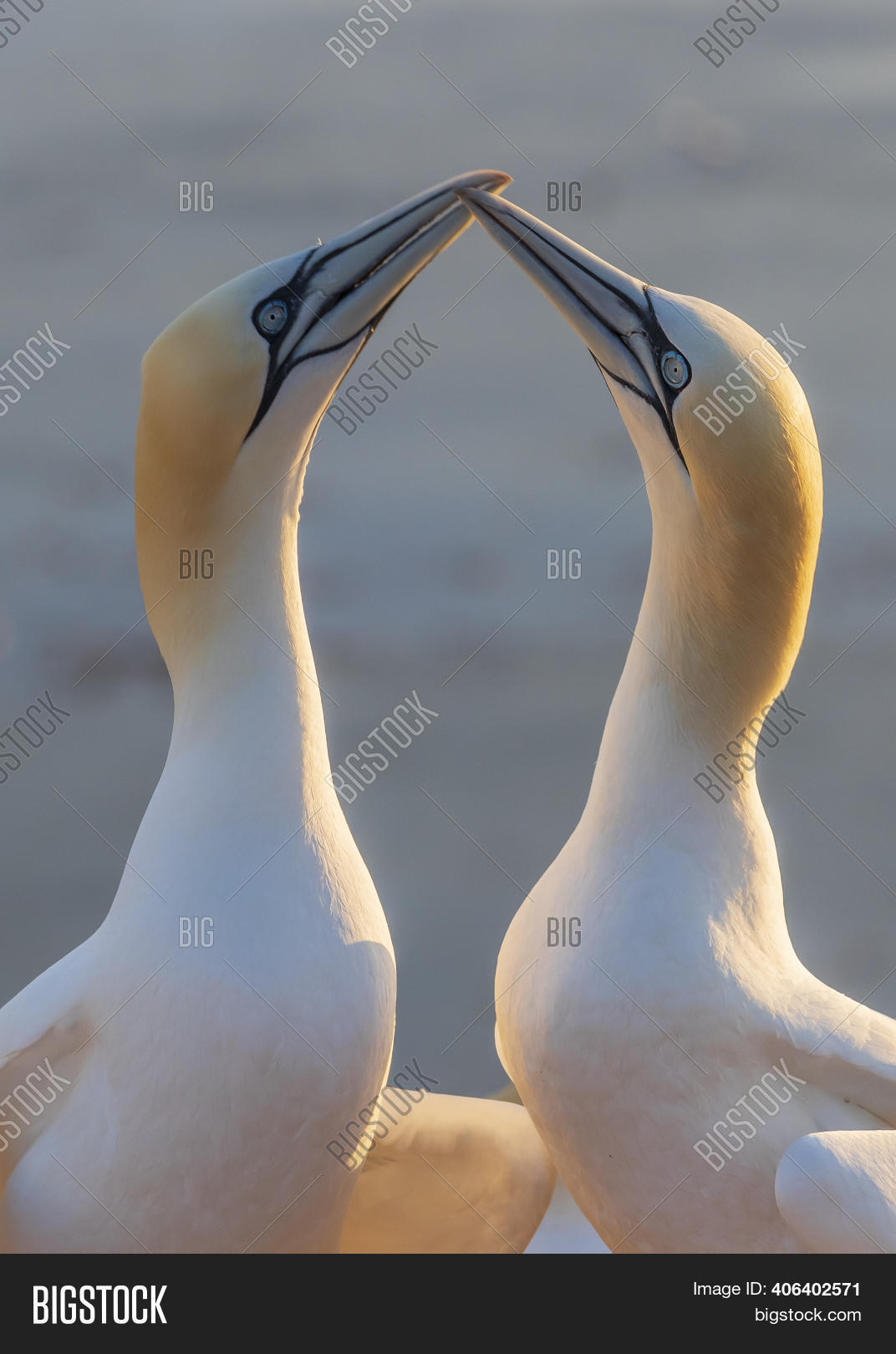 Wild Bird Wild Morus Image & Photo (Free Trial) | Bigstock