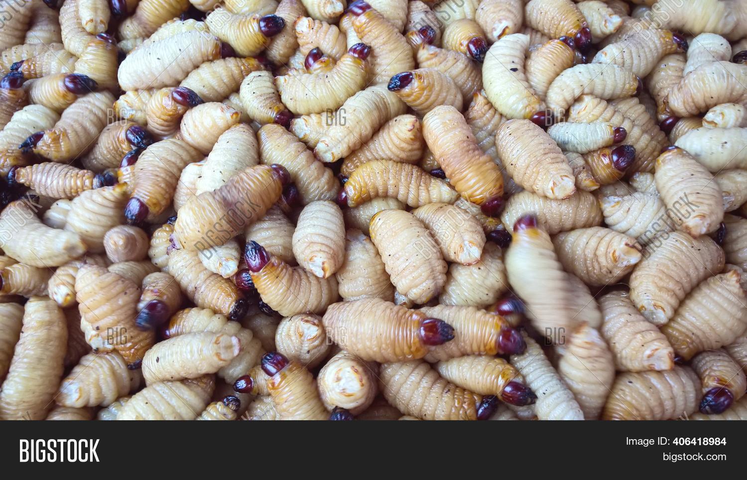 Coconut Worms Image & Photo (Free Trial) | Bigstock