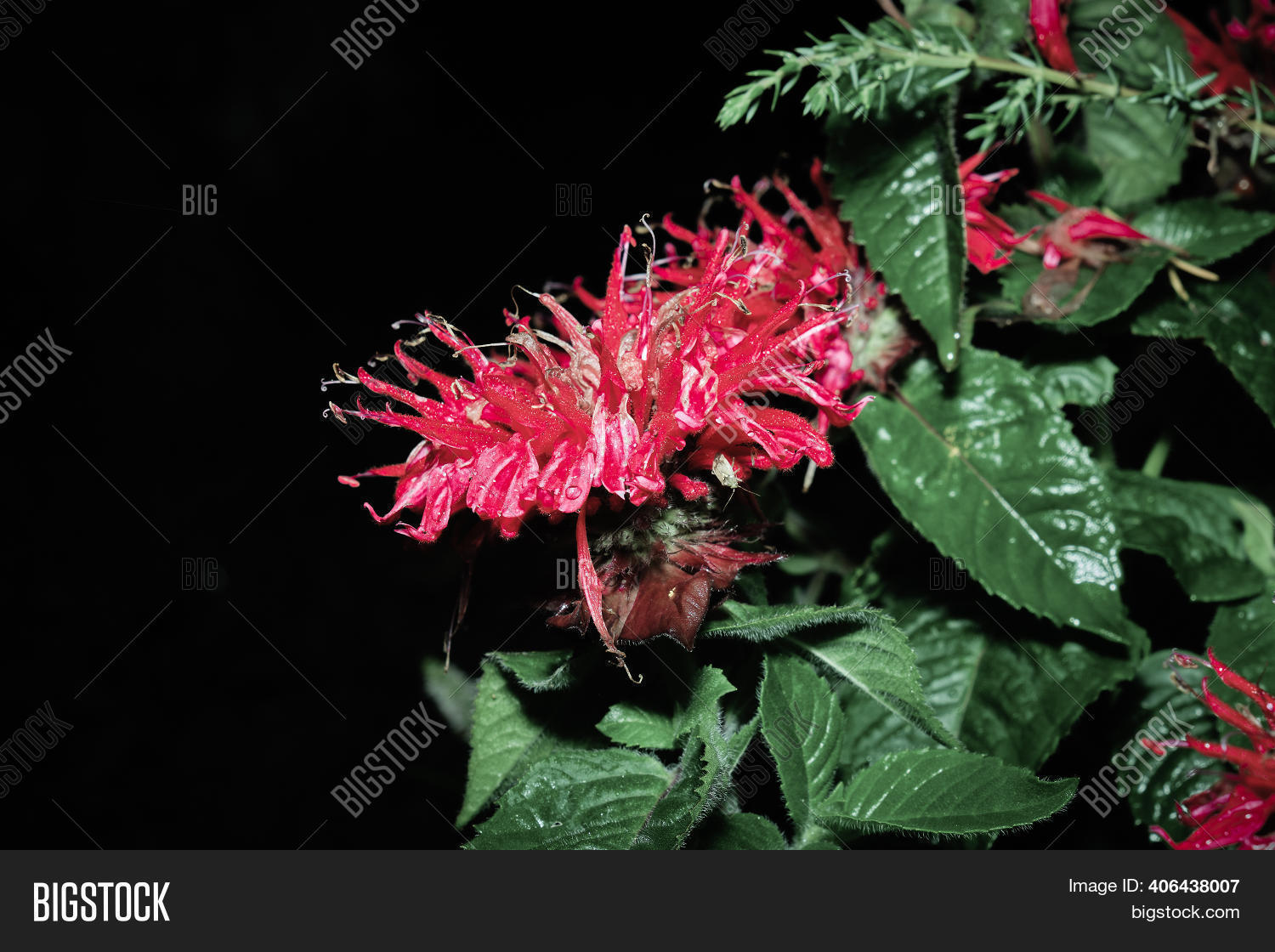 Red Mint Flowers, Image & Photo (Free Trial) | Bigstock