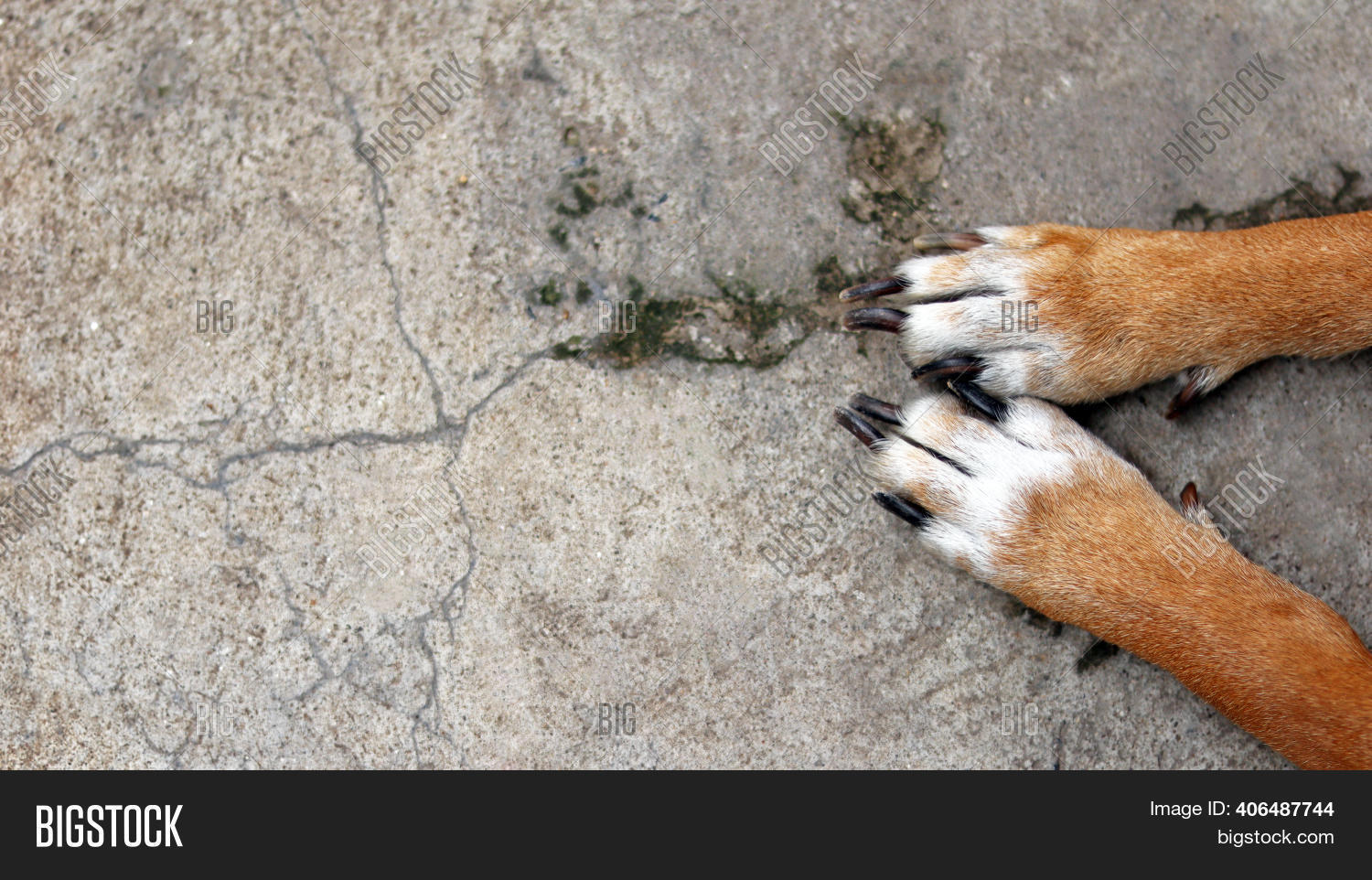 Foot Nail Rottweiler Image & Photo (Free Trial) | Bigstock