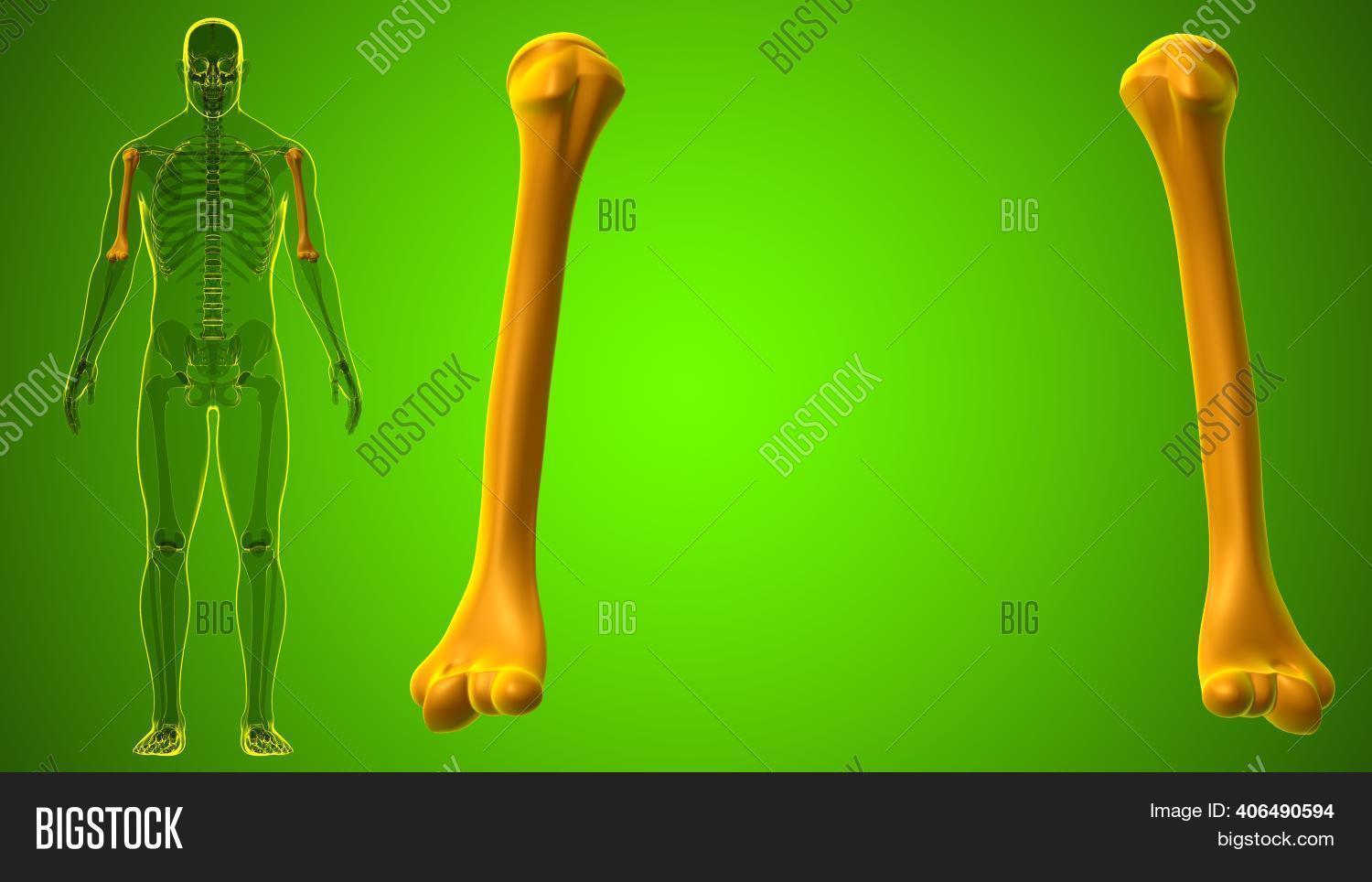 Human Skeleton Anatomy Image & Photo (Free Trial) | Bigstock