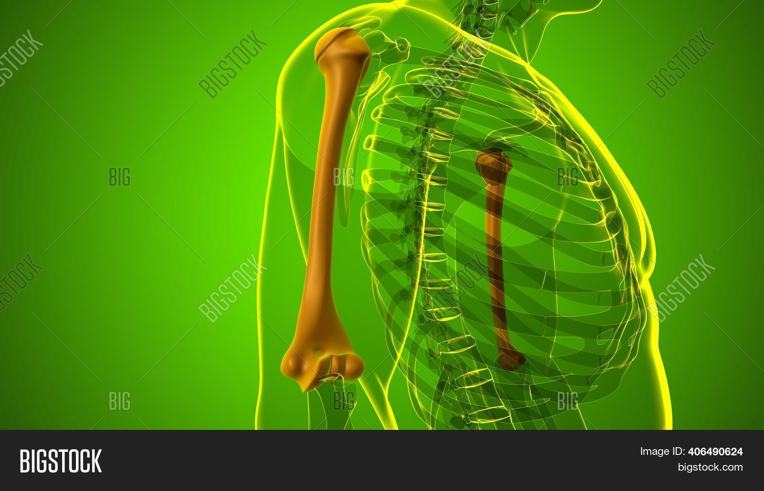 Human Skeleton Anatomy Image & Photo (Free Trial) | Bigstock