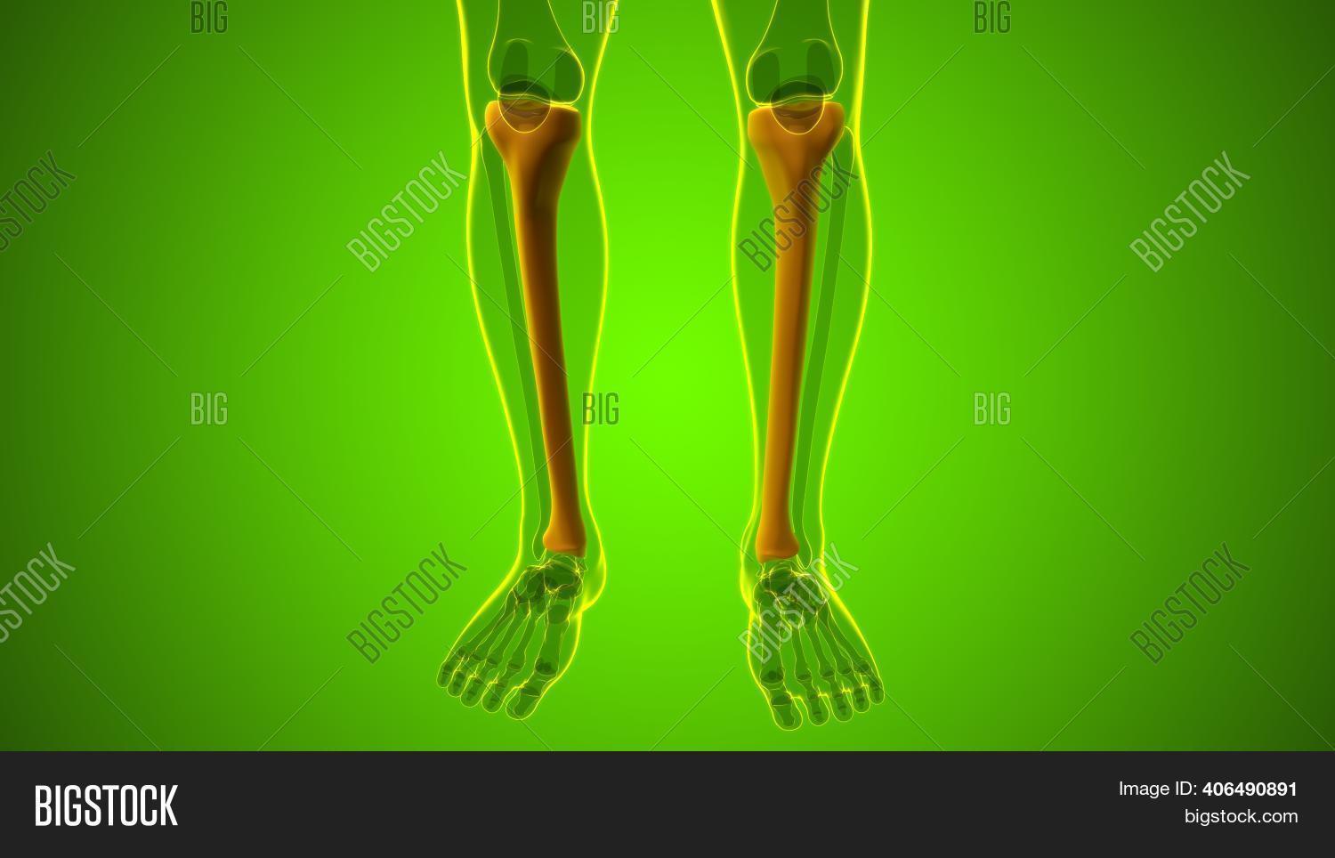 Human Skeleton Anatomy Image & Photo (Free Trial) | Bigstock