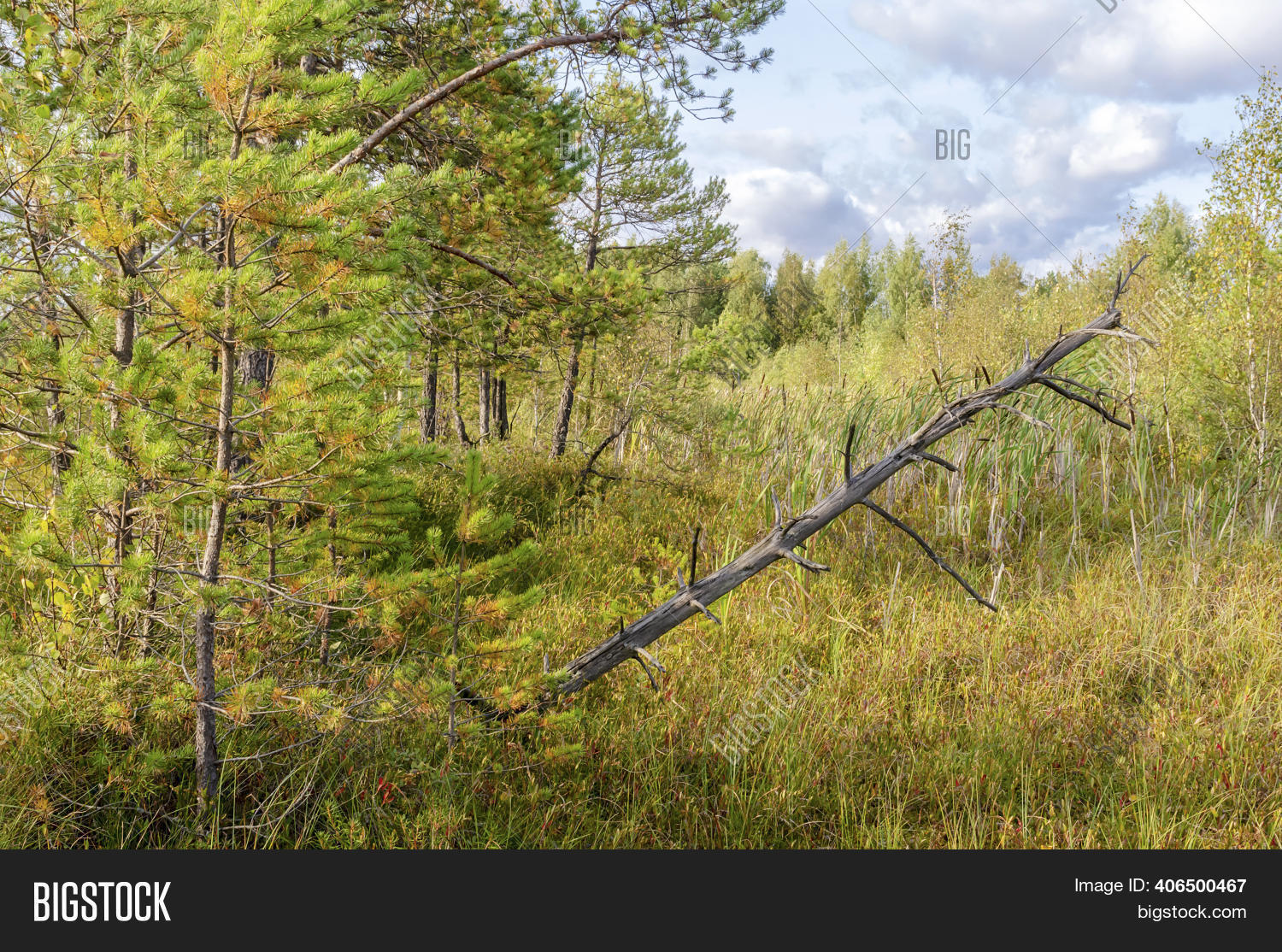 Swamp Landscape Pine, Image & Photo (Free Trial) | Bigstock