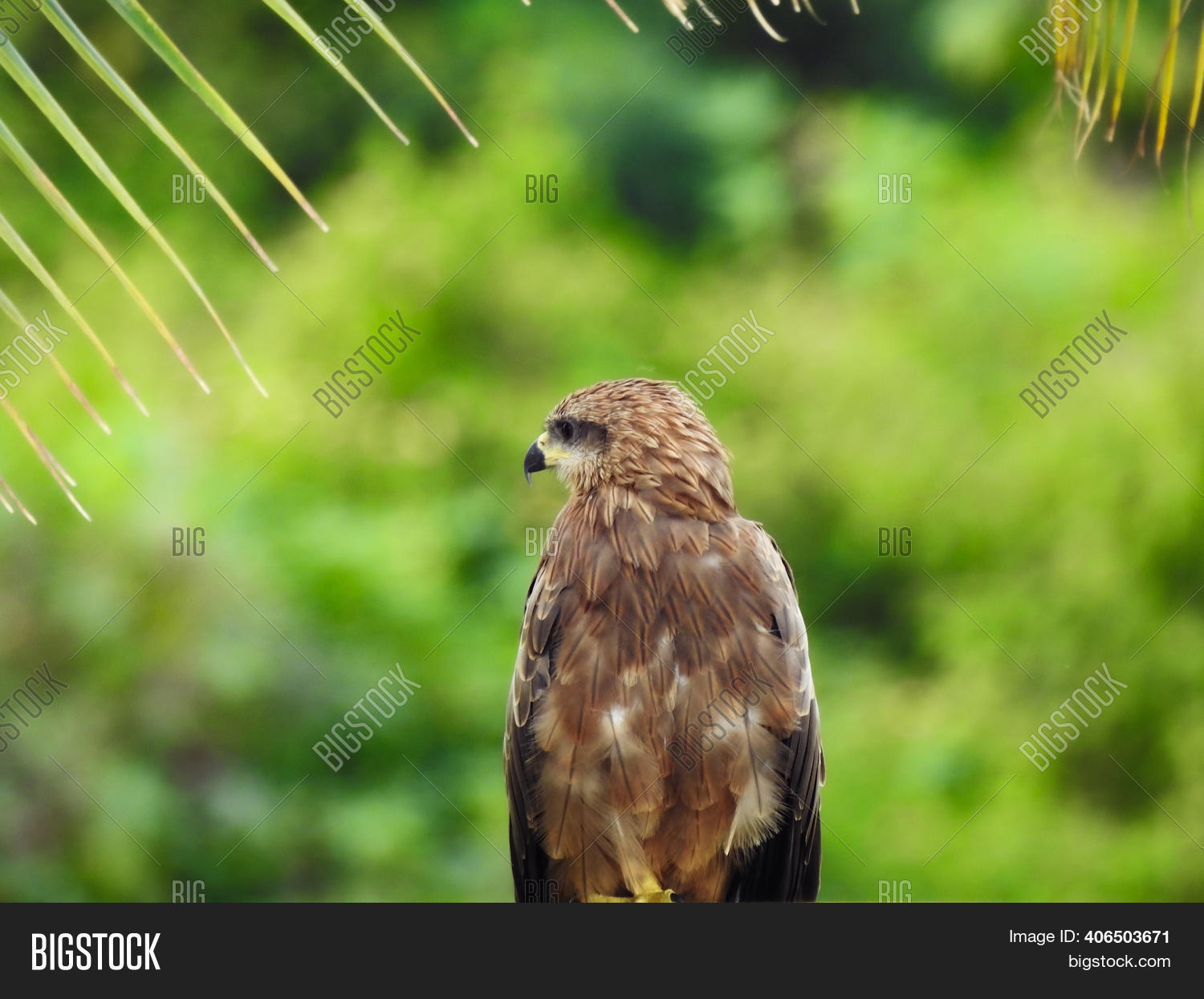 Indian Brown Color Image & Photo (Free Trial) | Bigstock