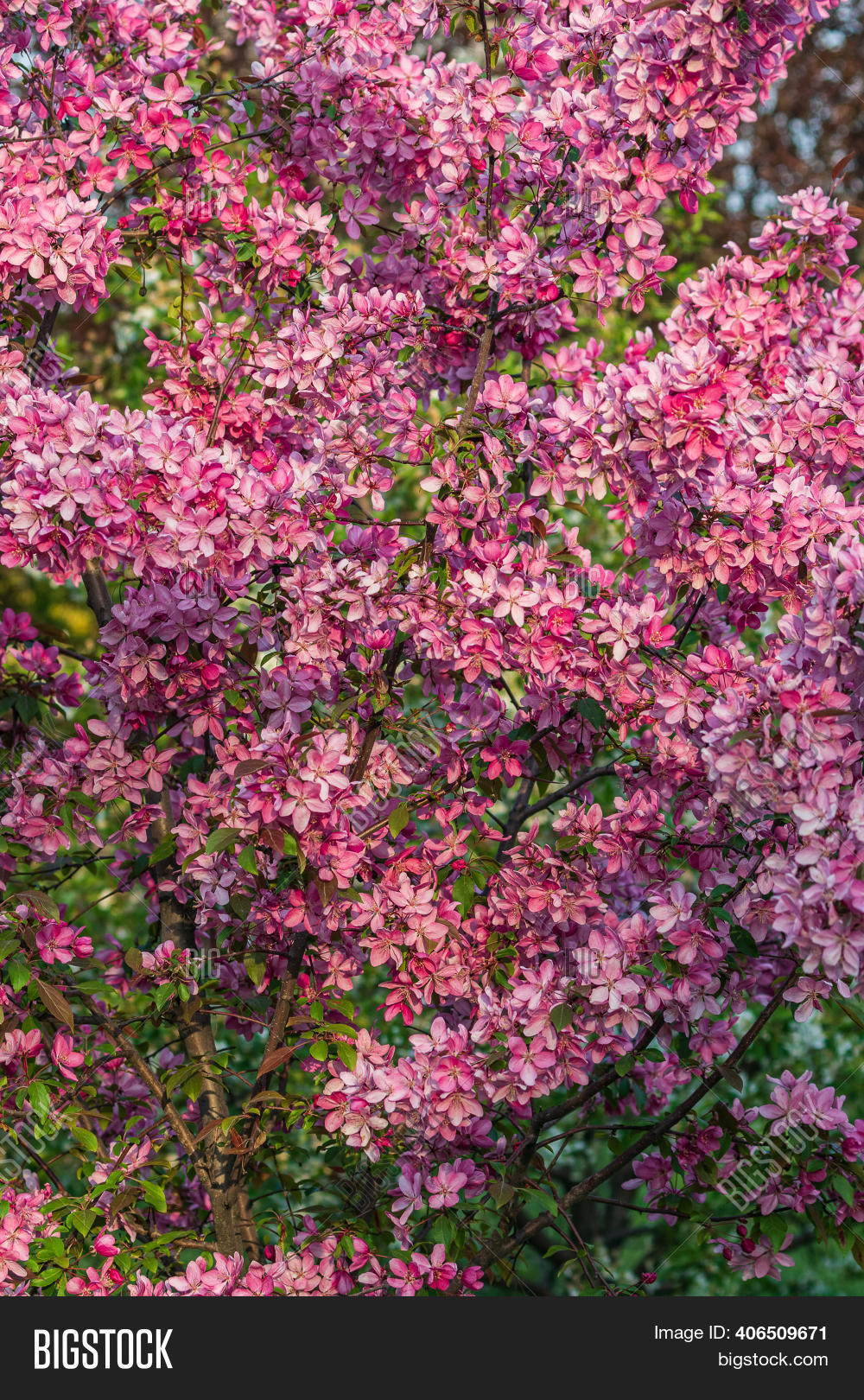Beautiful Spring Bloom Image & Photo (Free Trial) | Bigstock