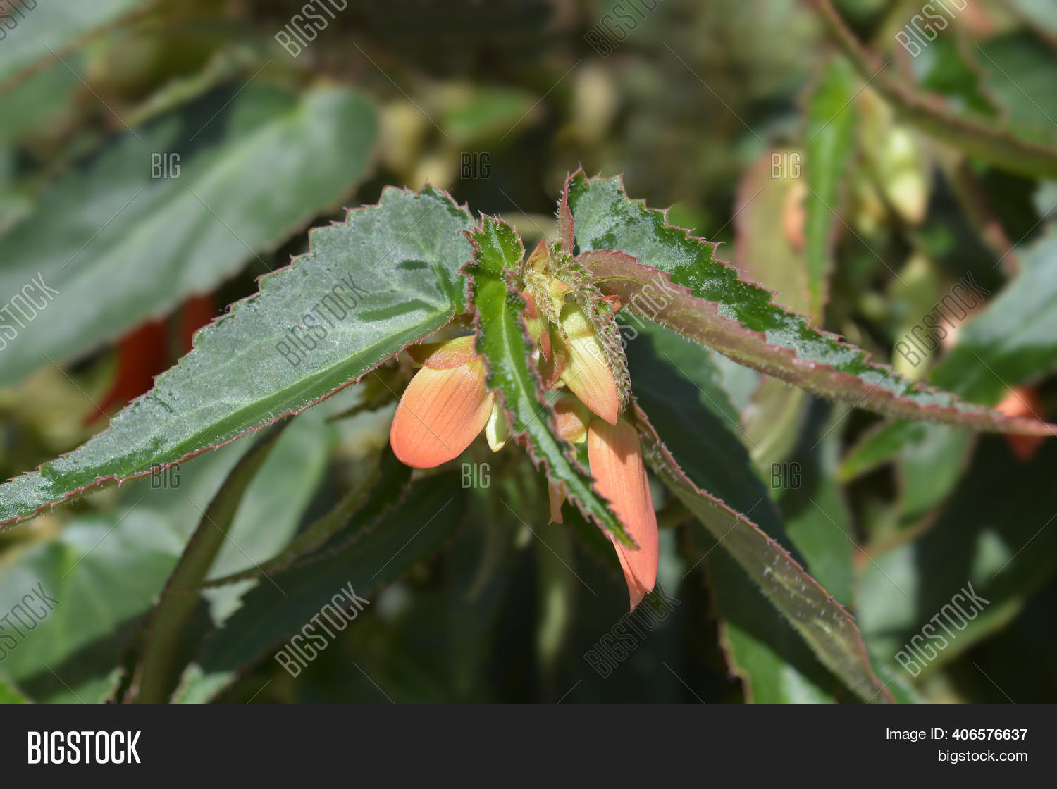 Begonia Bonfire Flower Image & Photo (Free Trial) | Bigstock