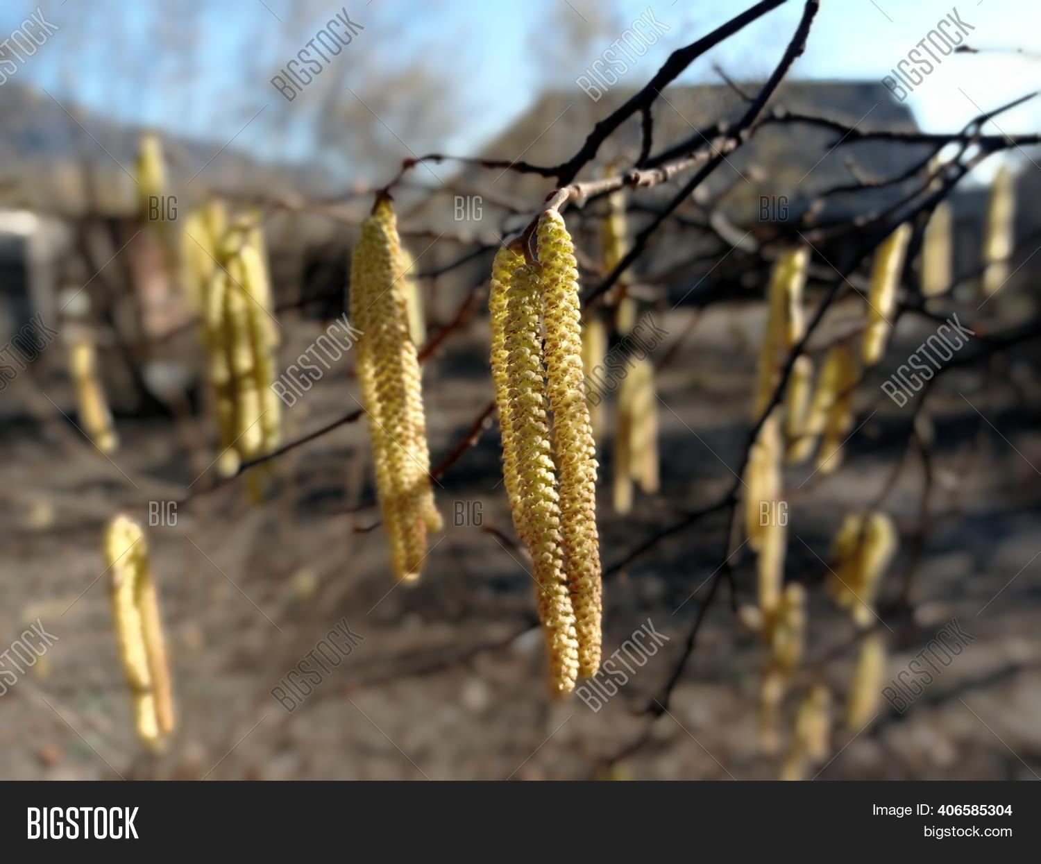 Flowers Hazel Shrub. Image & Photo (Free Trial) | Bigstock