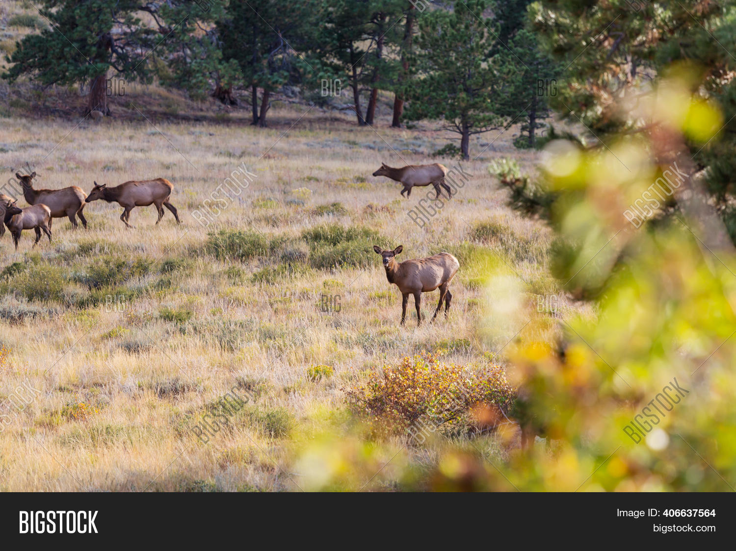 Mountain Bull Elk Image & Photo (Free Trial) | Bigstock