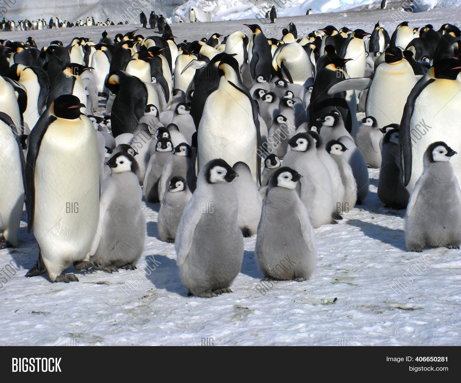 Emperor Penguins Flock Image & Photo (Free Trial) | Bigstock