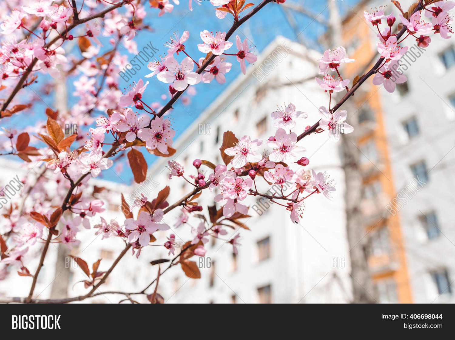 Fresh Red Cherry Image & Photo (Free Trial) | Bigstock