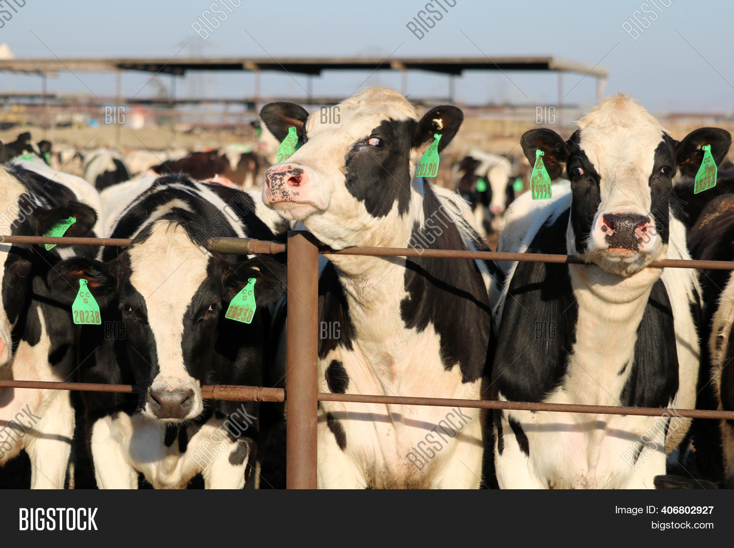 Dairy Cows On Pasture Image & Photo (Free Trial) | Bigstock