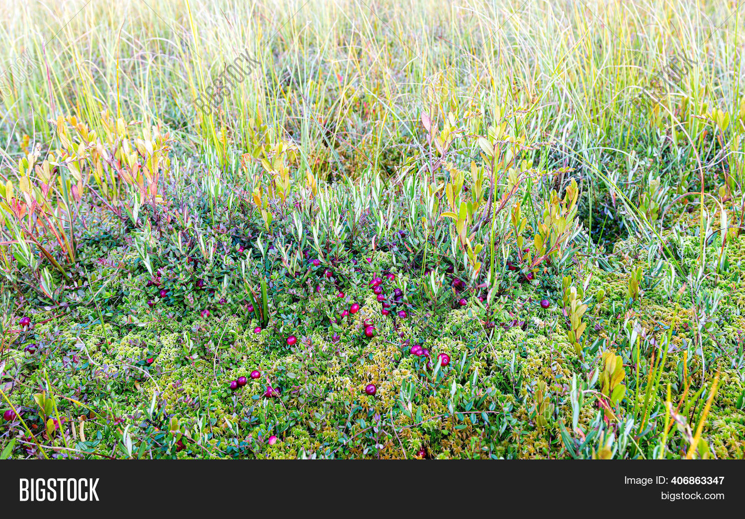 Wild Cranberries Image & Photo (Free Trial) | Bigstock