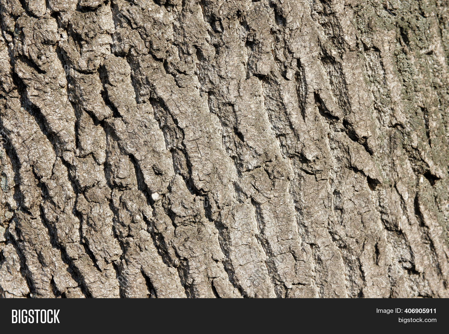Tree Bark Close . Ash Image & Photo (Free Trial) | Bigstock