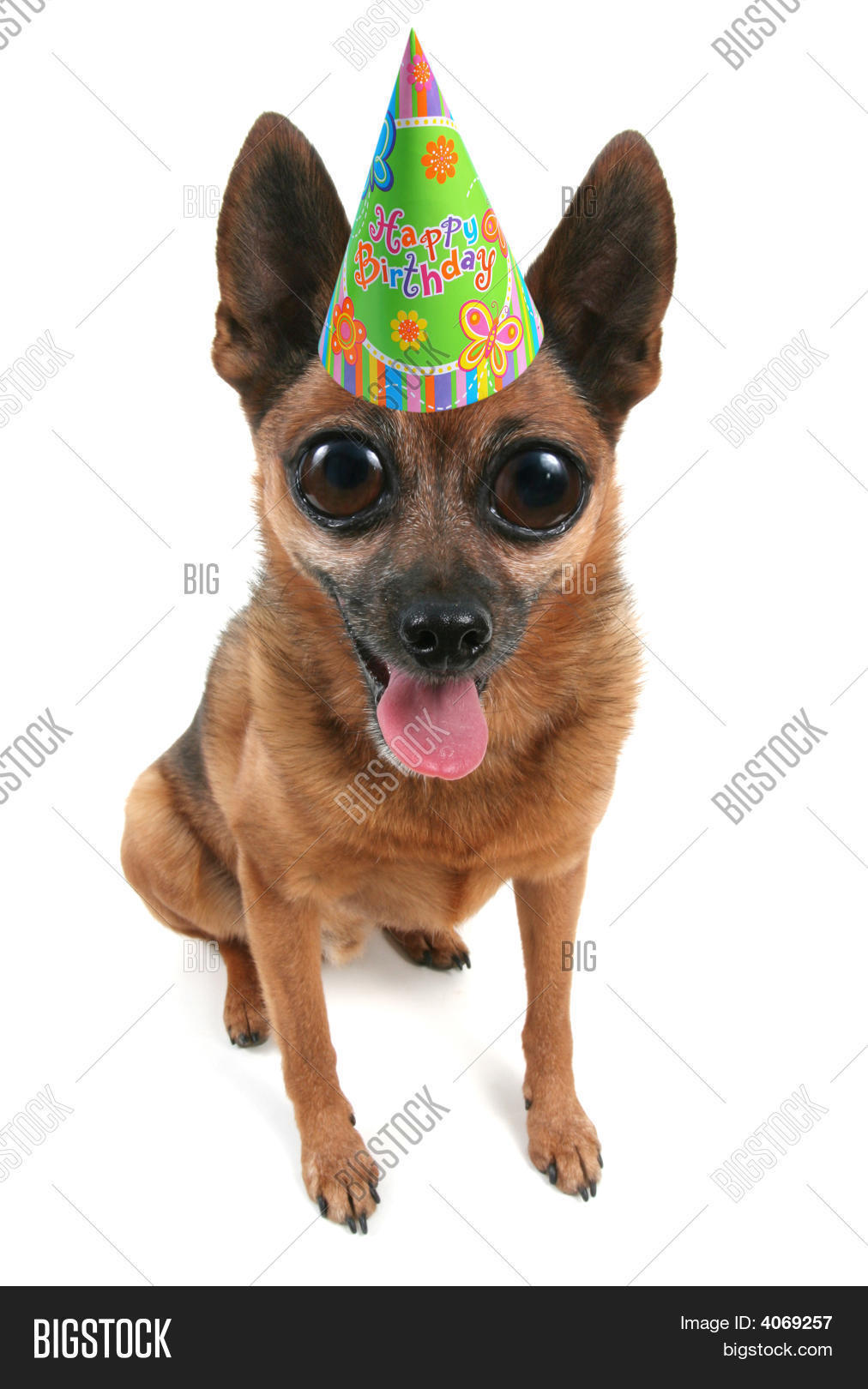 Party Dog Image & Photo (Free Trial) | Bigstock