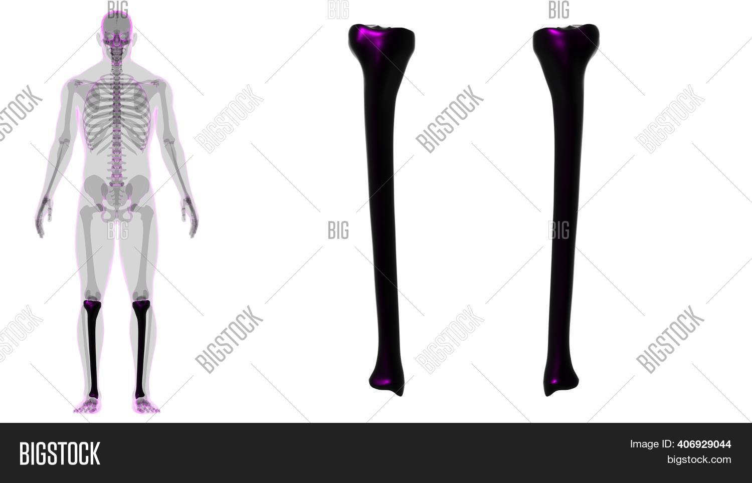 Human Skeleton Anatomy Image & Photo (Free Trial) | Bigstock
