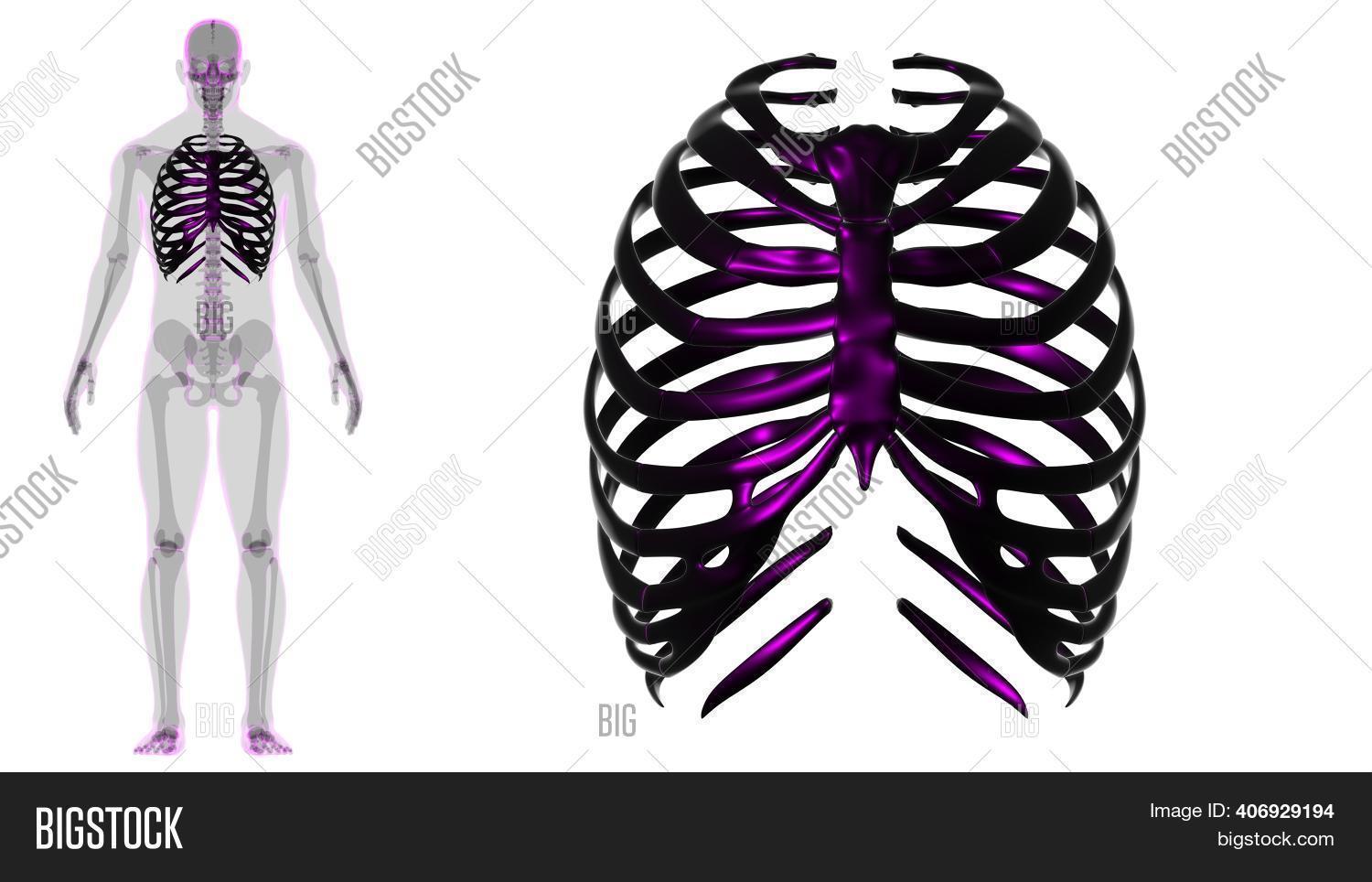 Human Skeleton Anatomy Image & Photo (Free Trial) | Bigstock