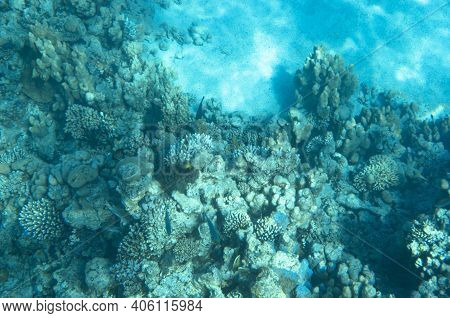 Seabed Images, Illustrations & Vectors (Free) - Bigstock