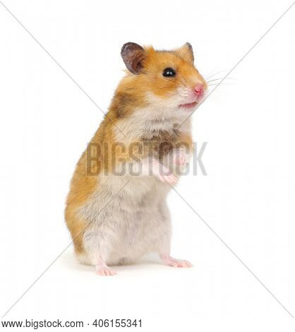 Hamster Standing On Image & Photo (Free Trial) | Bigstock