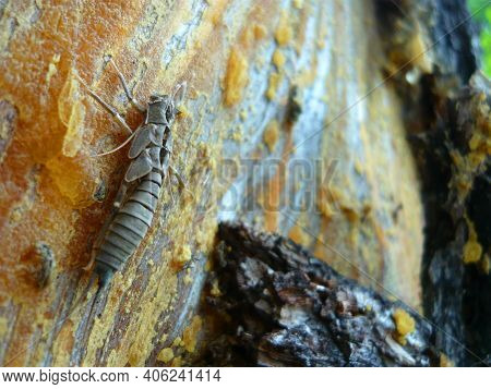 Mayfly On Tree. Image & Photo (Free Trial) | Bigstock