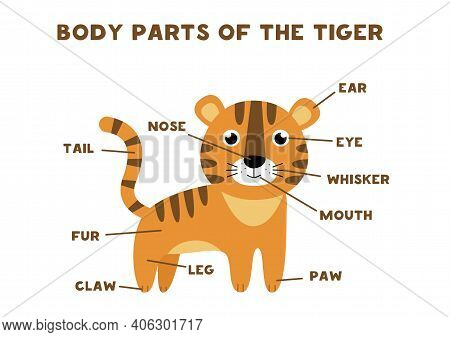 Body Parts Tiger. Vector & Photo (Free Trial) | Bigstock