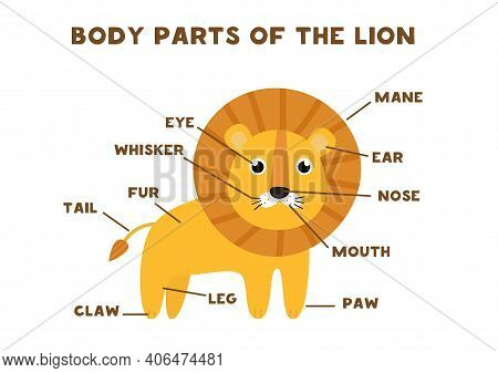 Body Parts Lion. Vector & Photo (Free Trial) | Bigstock