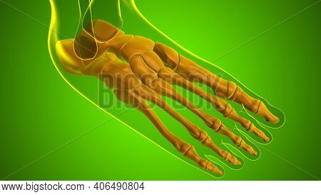 Human Skeleton Foot Image & Photo (Free Trial) | Bigstock