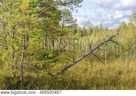 Swamp Landscape Pine, Image & Photo (Free Trial) | Bigstock