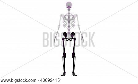 Human Skeleton Lower Image & Photo (Free Trial) | Bigstock