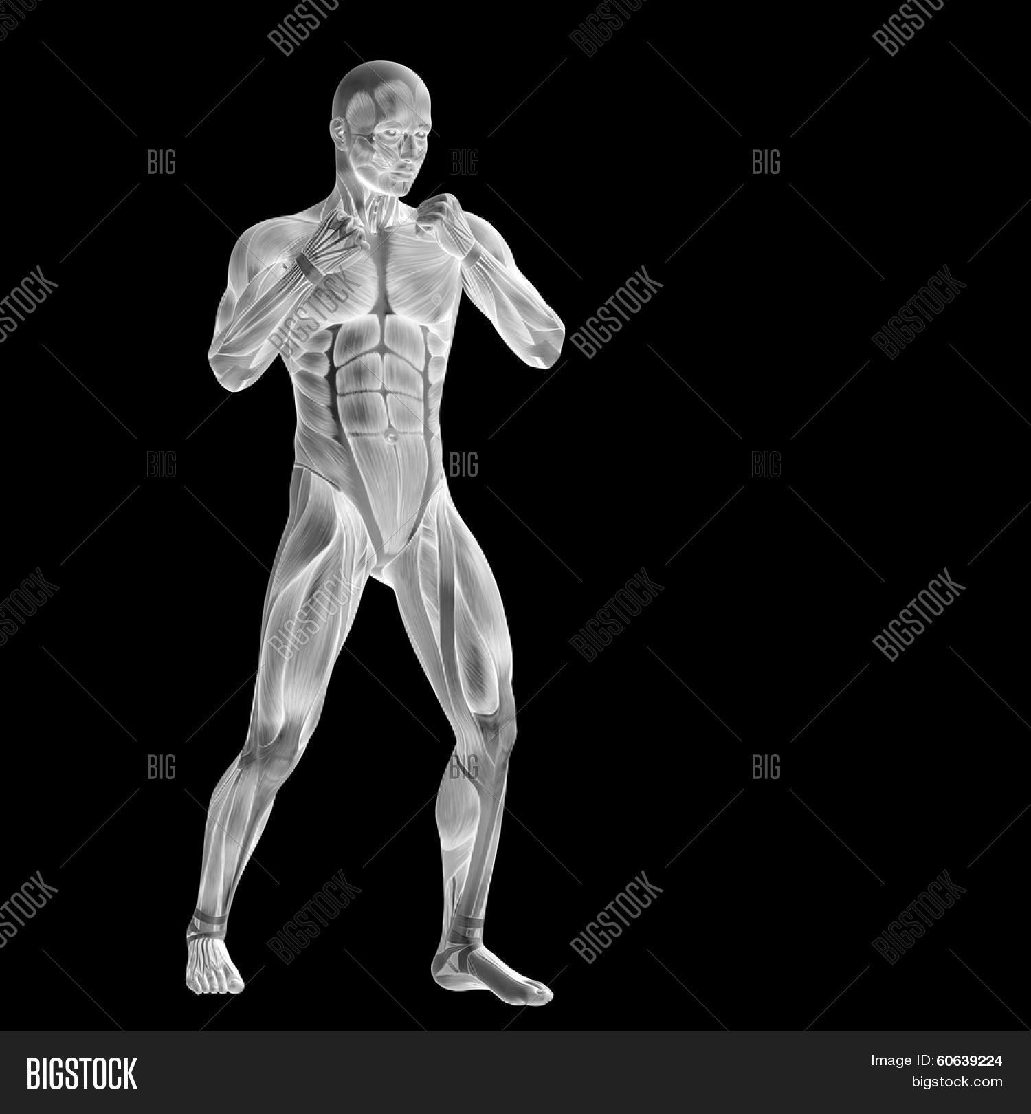 3D Human Man Muscles Image & Photo (Free Trial) | Bigstock