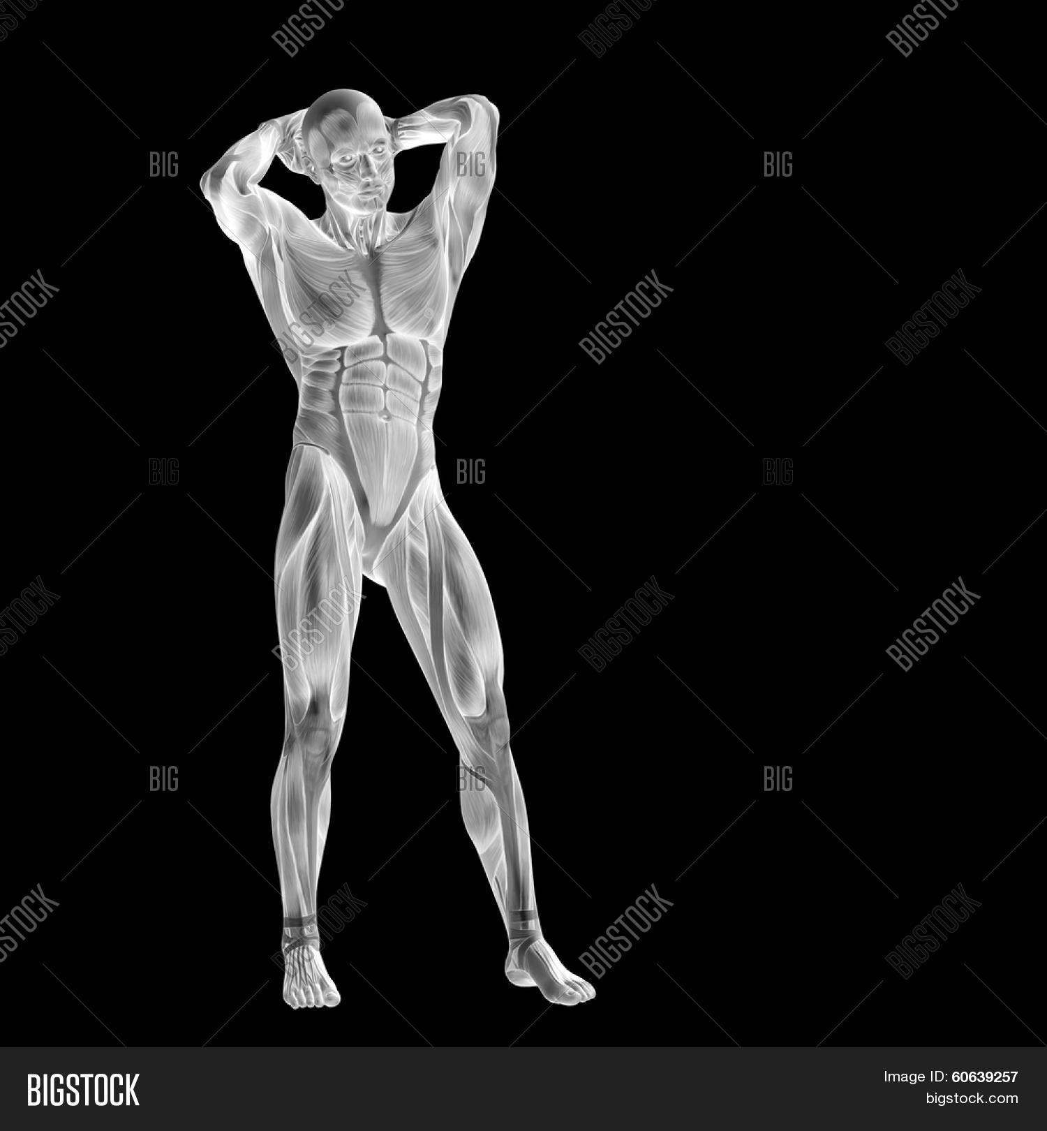 3D Human Man Muscles Image & Photo (Free Trial) | Bigstock